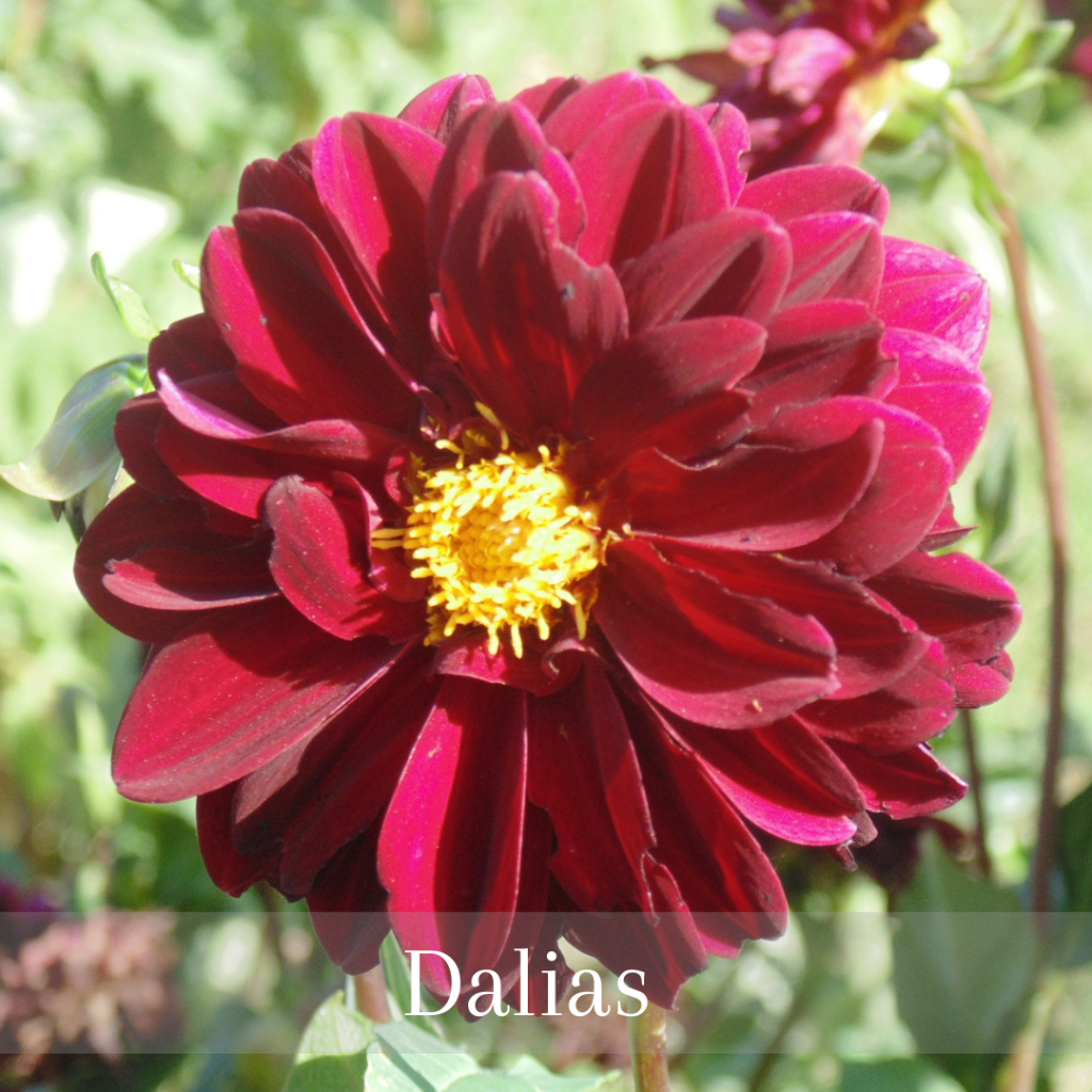 Dalias – Giboshi