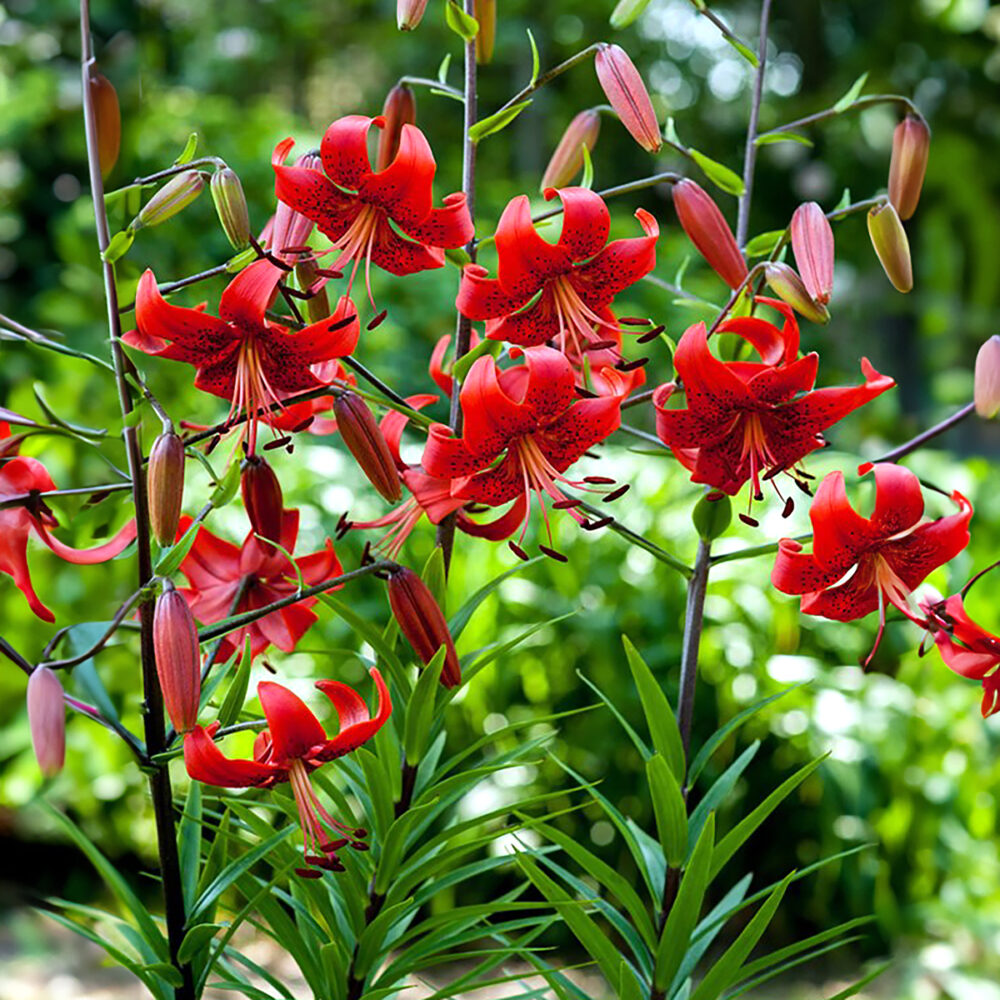 Liliums – Giboshi