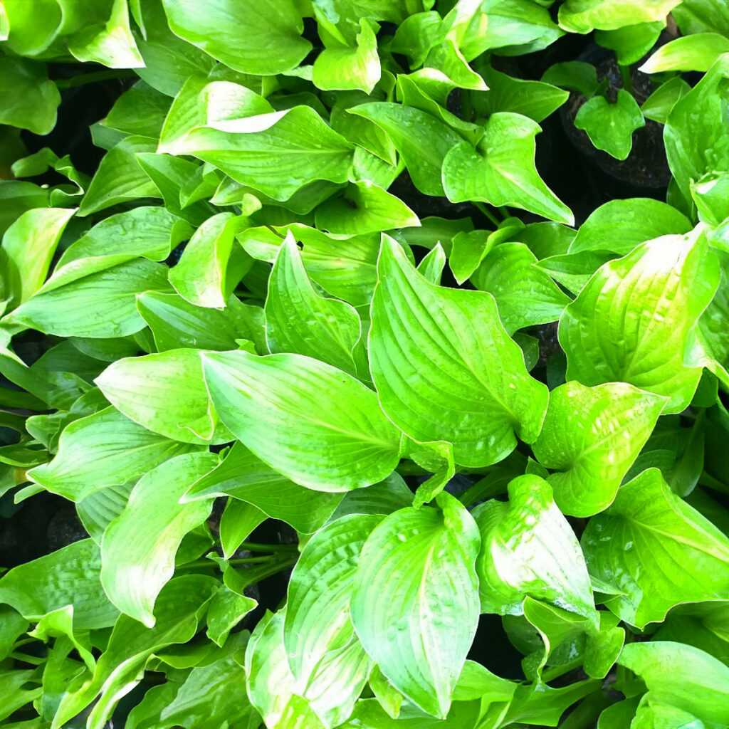 Hosta Royal Standard – Giboshi