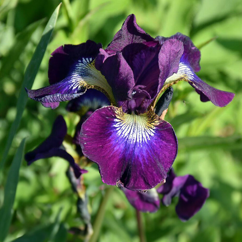 Iris Sibirica Wine Wings – Giboshi