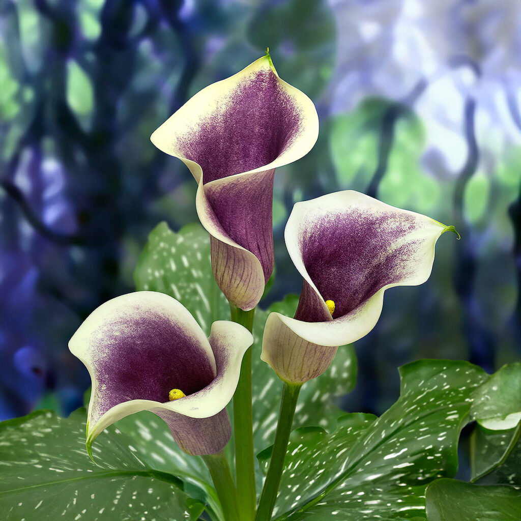 Calas Primavera 2025 – Giboshi