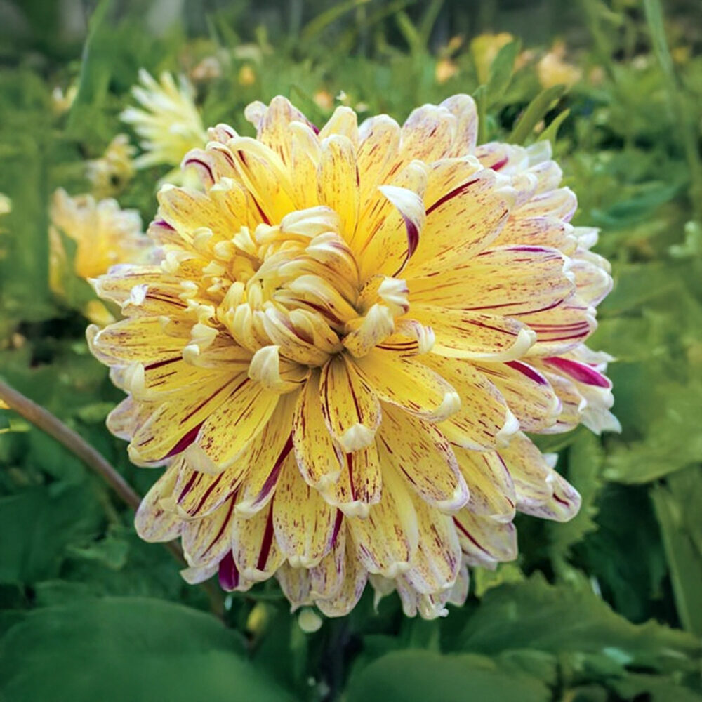 Dalias Primavera 2025 – Giboshi