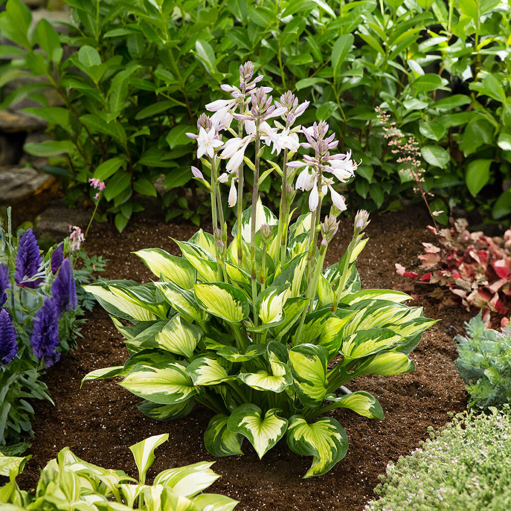 Hostas Colored Hulk – Giboshi